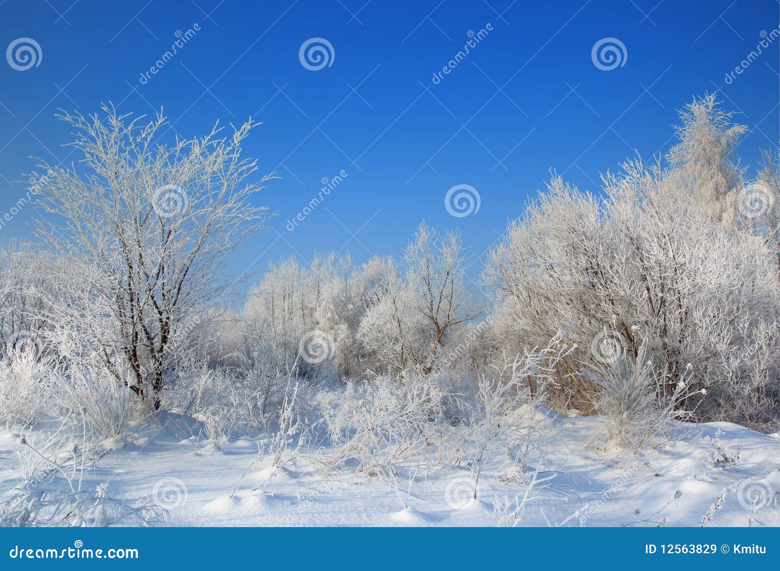 Wild Winter Scenery with Hoarfrost Stock Image - Image of wild, climate ...