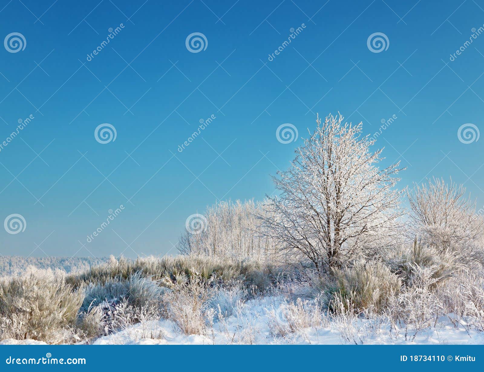 Wild Winter Scenery with Hoarfrost Stock Photo - Image of polar, bright ...