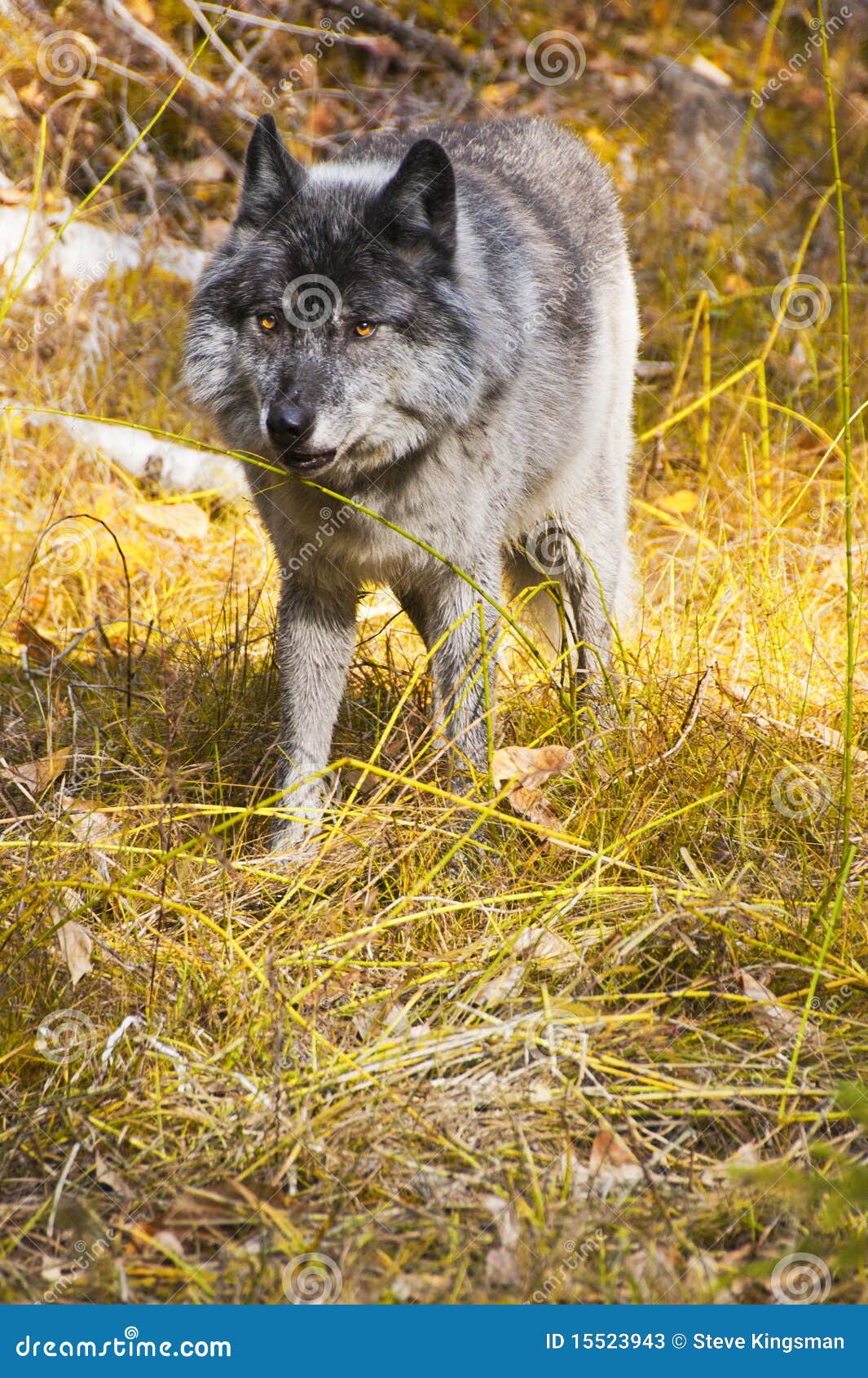 Wild Wolf stock image. Image of national, gorgeous, canine - 15523943