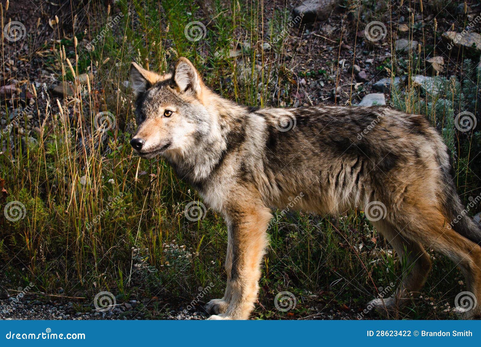 Wild Wolf stock photo. Image of stalking, canis, furry - 28623422