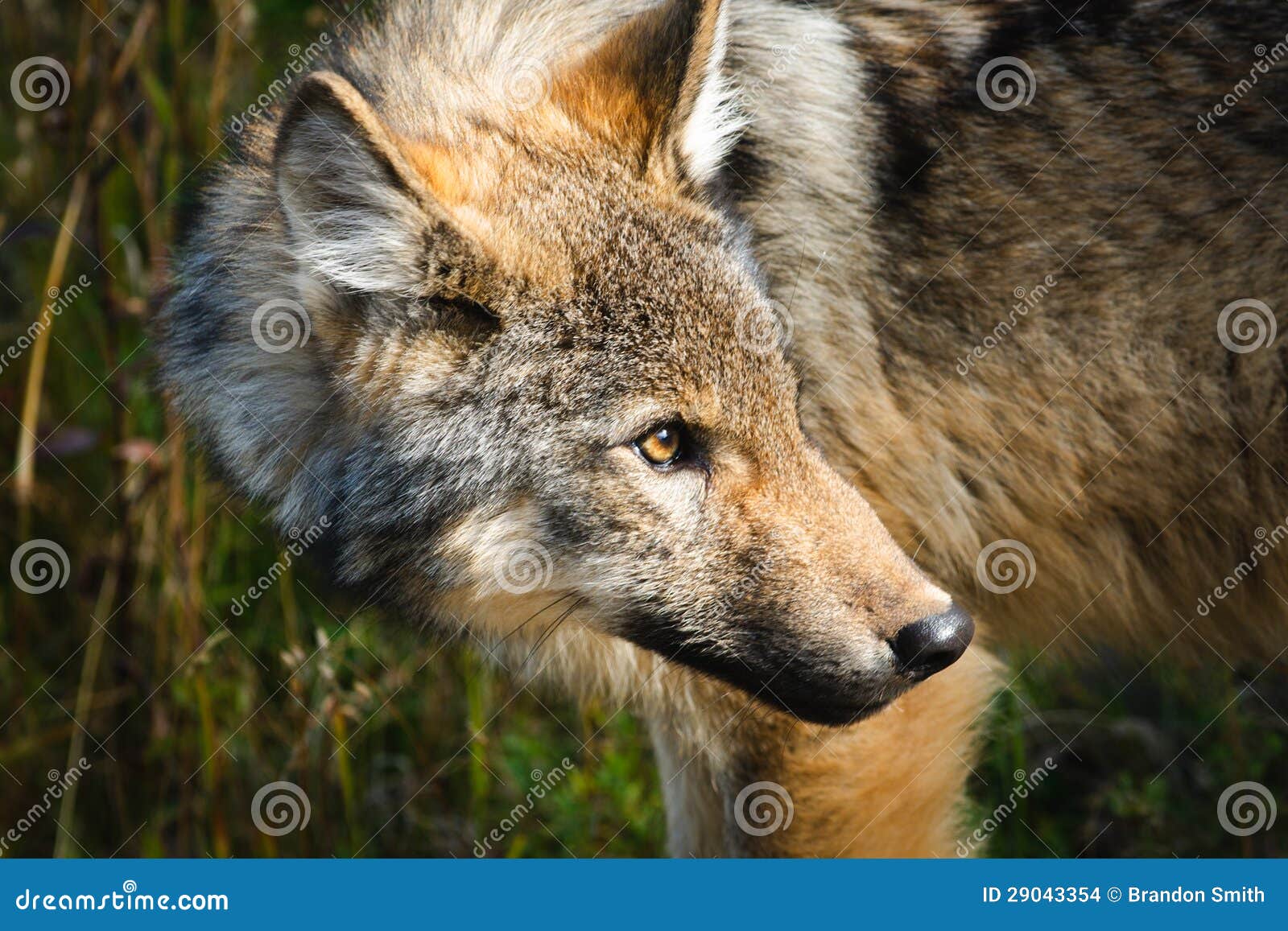 Wild Wolf stock photo. Image of predator, natural, wolf - 29043354