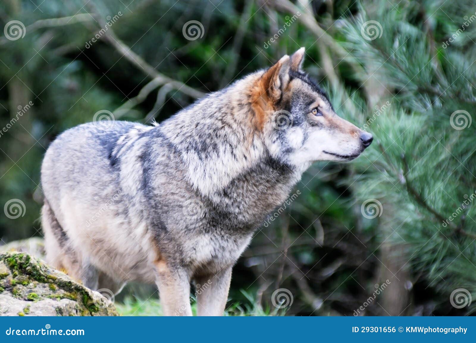 Wild wolf stock photo. Image of mammal, stalking, observant - 29301656