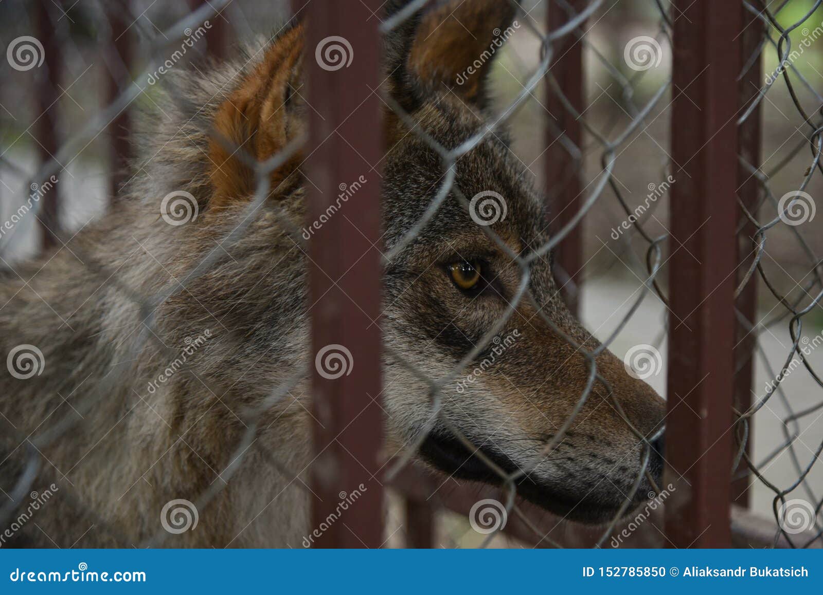 Wild Wolf in a Cage at the Zoo Stock Photo - Image of cage, green ...