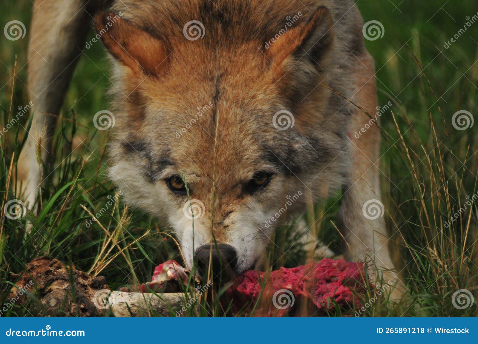 Wild Wolf Devouring Its Prey in a Field Stock Photo - Image of prey ...