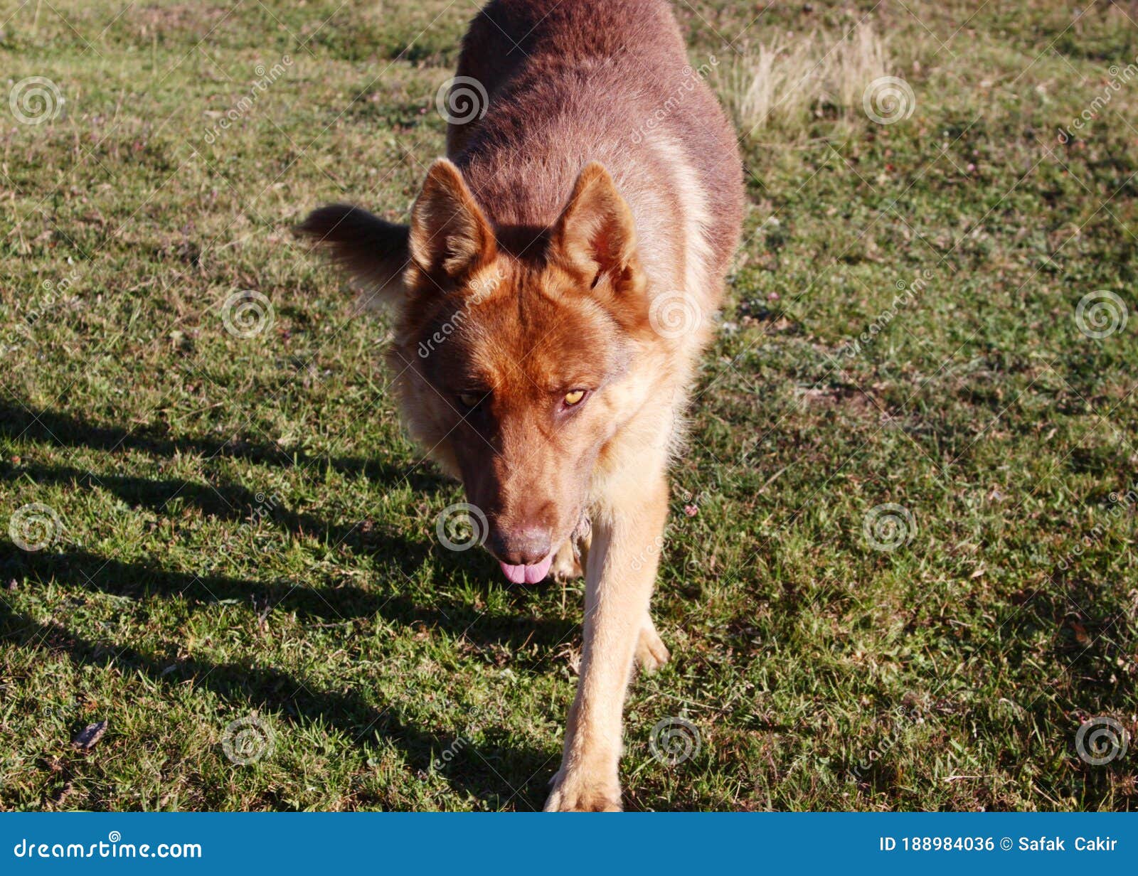 Wild wolf dog stock photo. Image of hunting, canine - 188984036