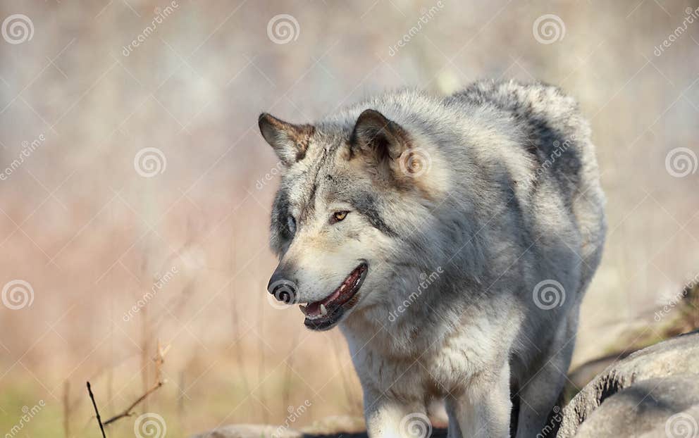 Wild wolf during fall stock photo. Image of forest, mammal - 64877646