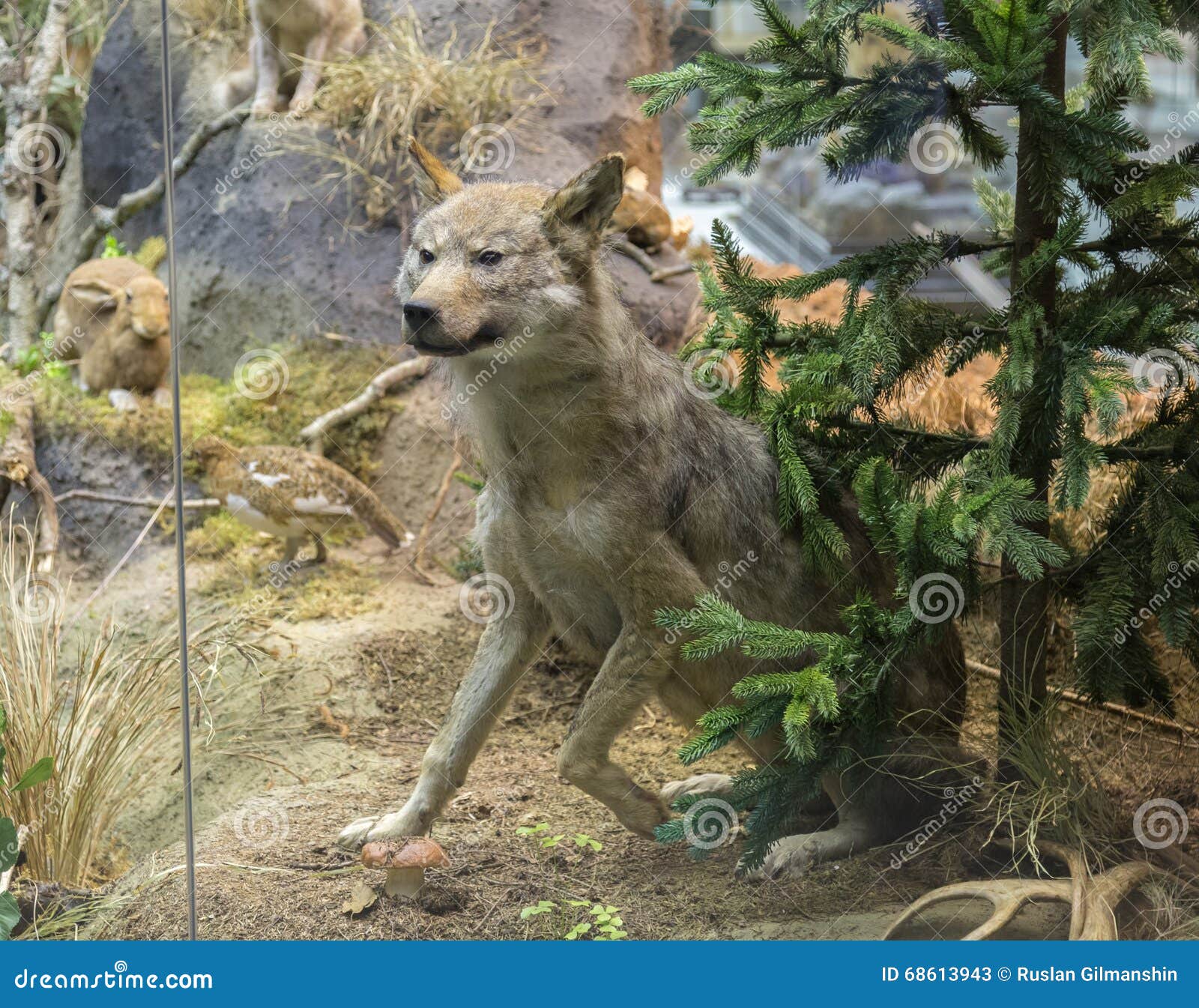 Wild Wolf in a forrest stock image. Image of horizontal - 68613943