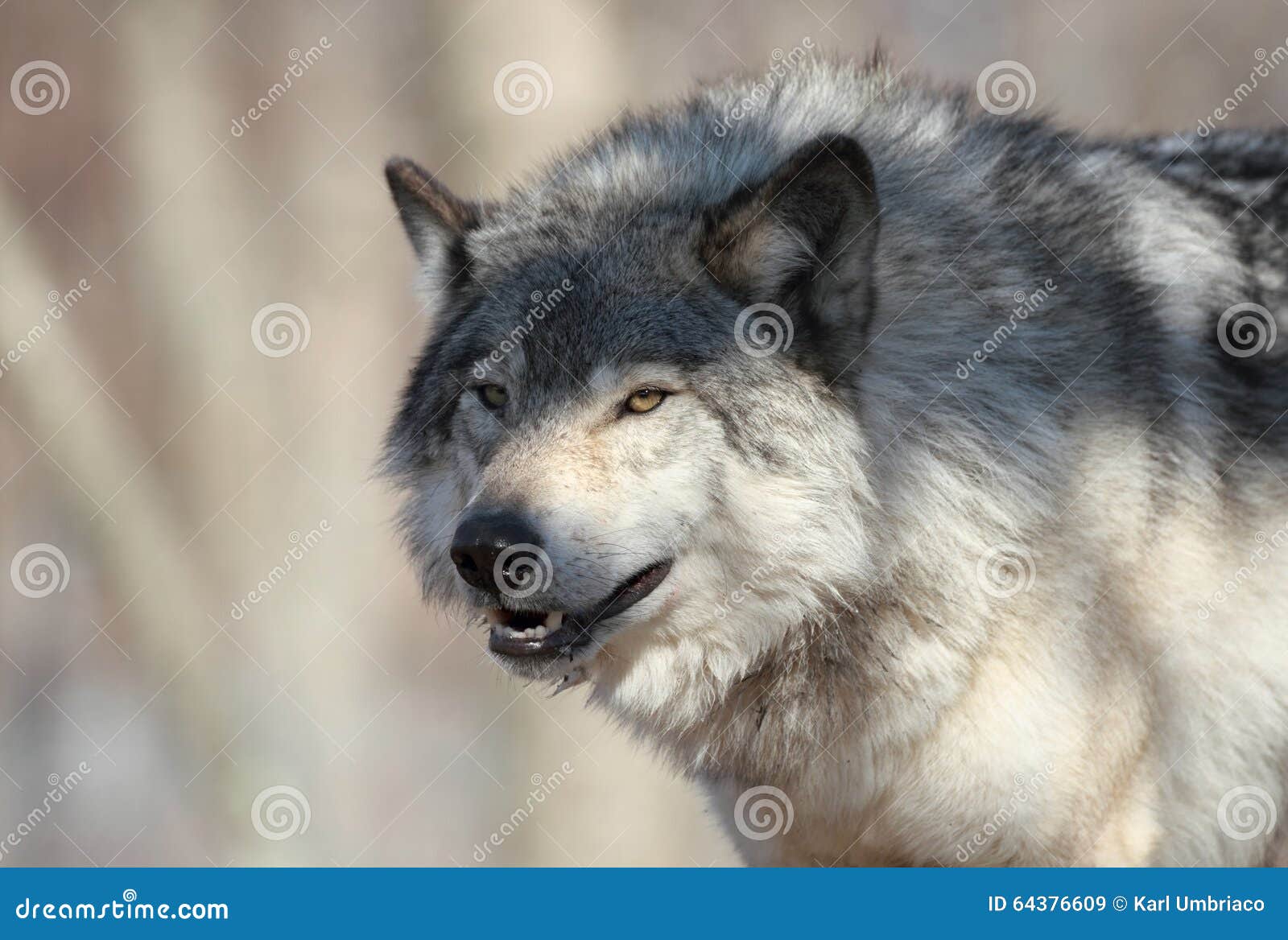 Wild wolf stock image. Image of gray, wolf, animal, beauty - 64376609