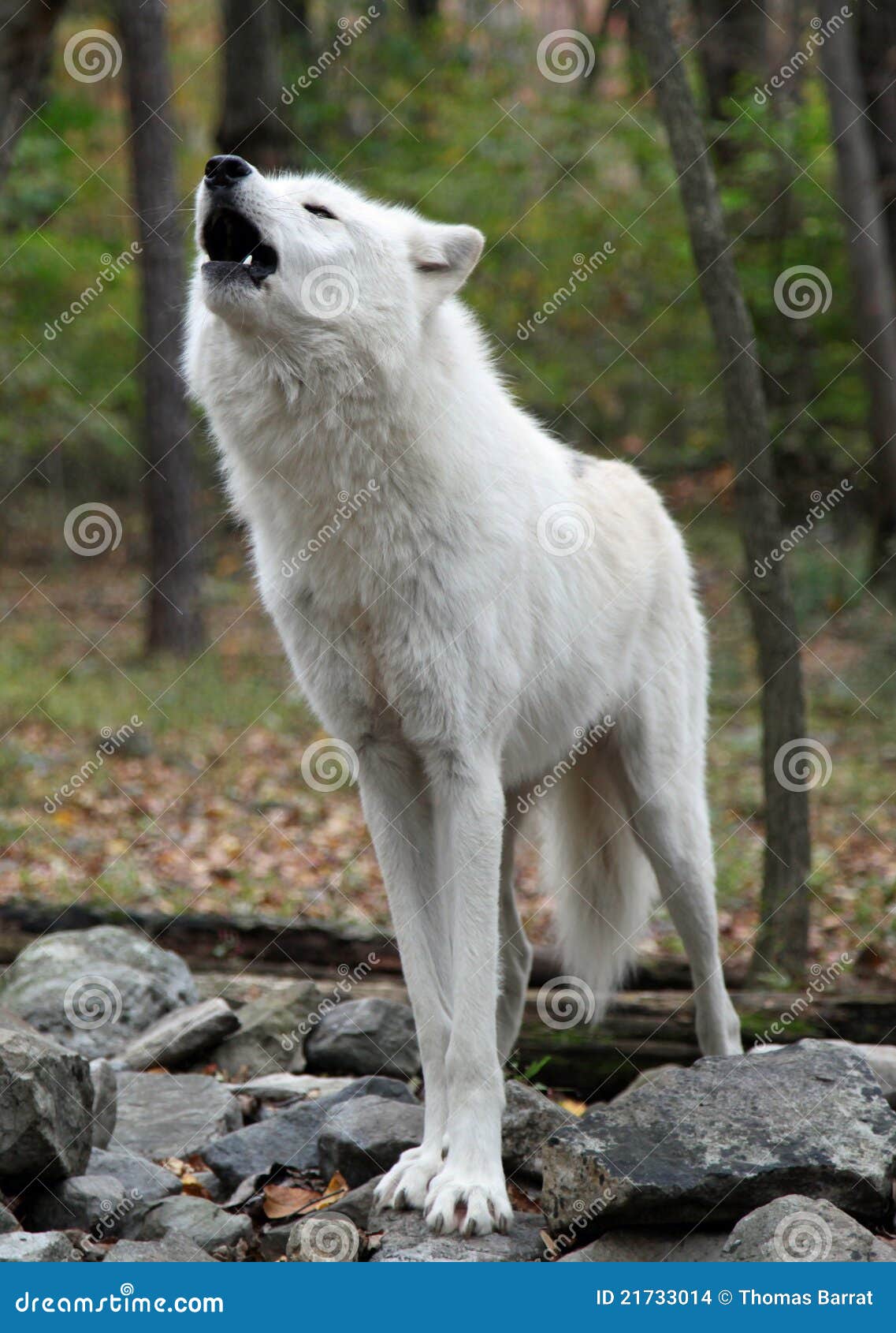 Wild wolf howling stock photo. Image of grey, pack, outside - 21733014