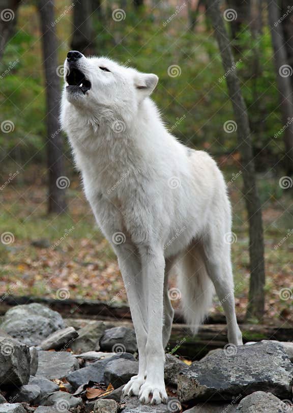 Wild wolf howling stock photo. Image of grey, pack, outside - 21733014
