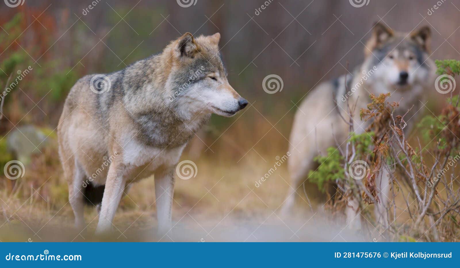 Wild Wolf Pack Standing in the Forest Stock Footage - Video of forest ...