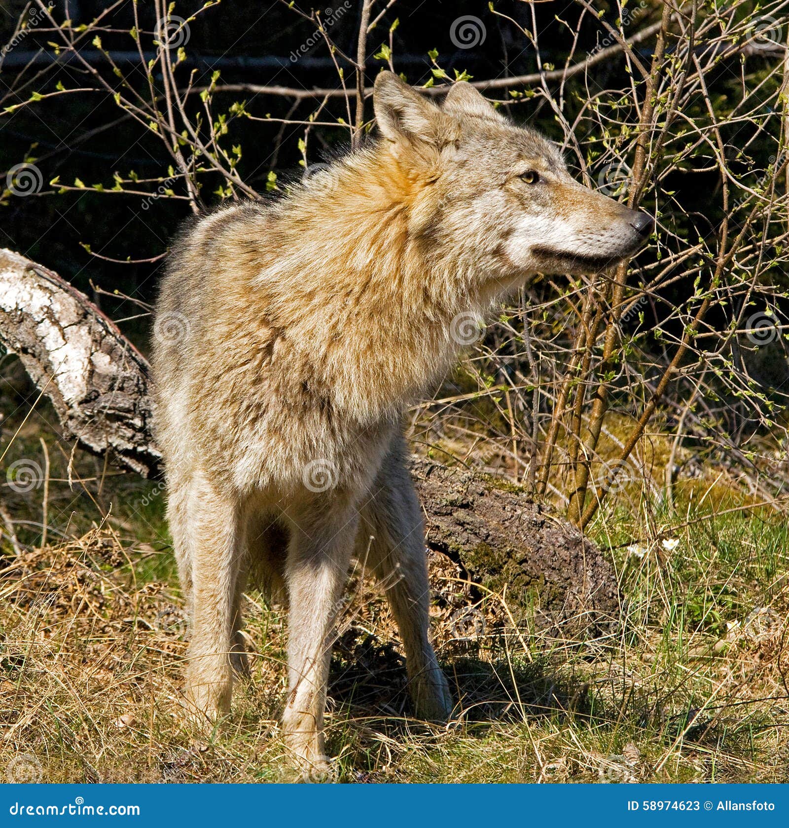 Wild wolf stock image. Image of watching, wild, wandering - 58974623