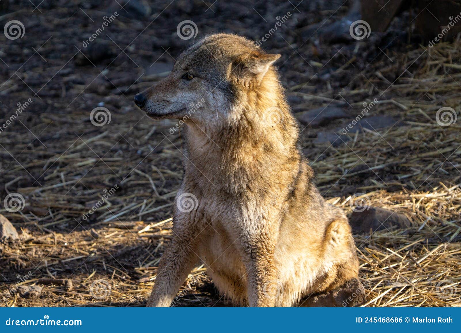 Wild Wolf Sitting in the Forest Looking Around. Cute Looking Stock ...