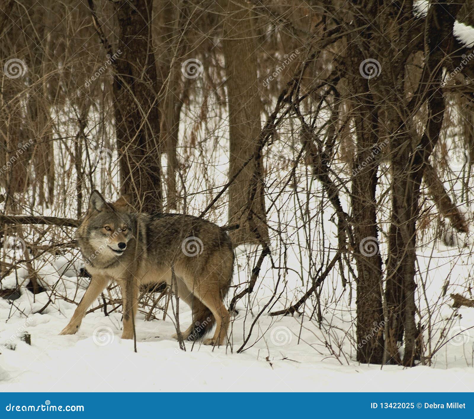 Wild wolf stalking prey stock image. Image of hunting - 13422025