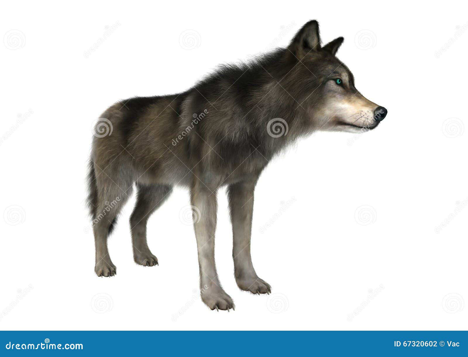 Wild Wolf on White stock photo. Image of nature, wolf - 67320602
