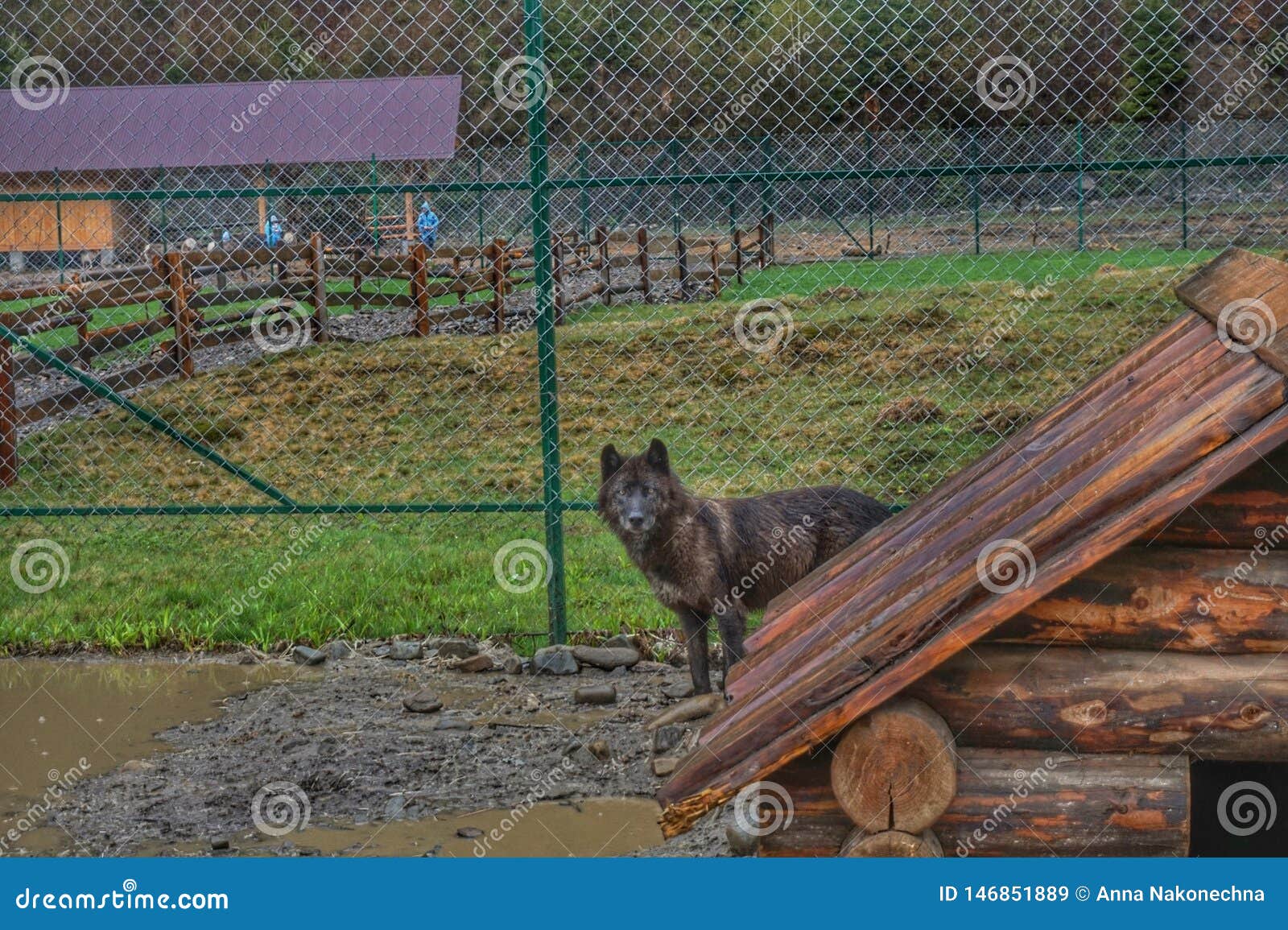 Wild Wolves in a Zoo in a Cage. Stock Image - Image of cute, forest ...