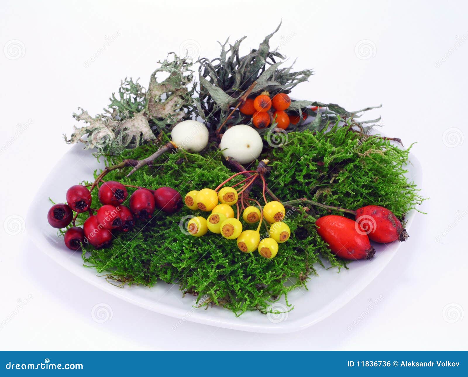 Wild wood berries and moss stock photo. Image of plant - 11836736