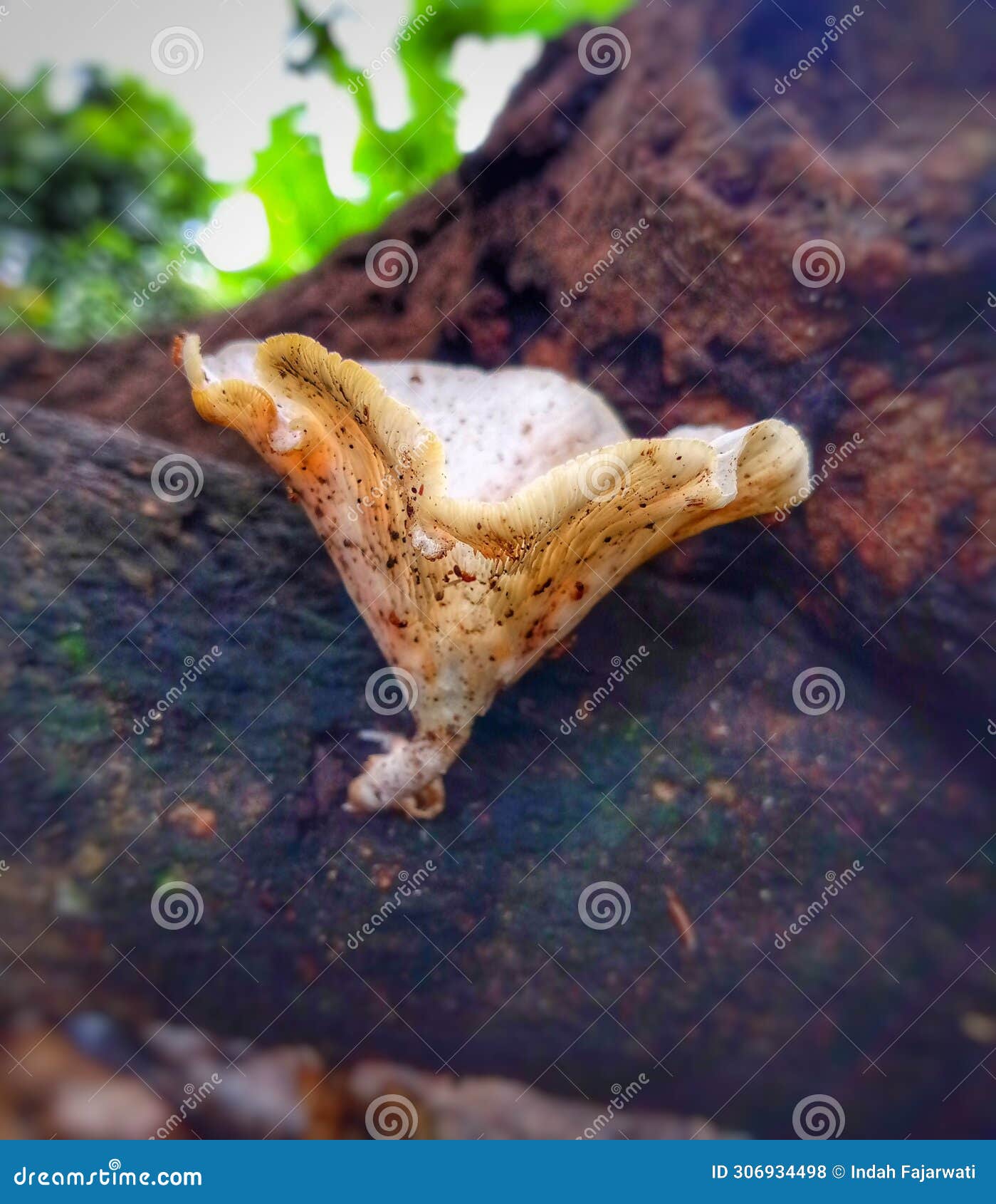 Wild Wood Fungus Infested with Ants Stock Photo - Image of fungus ...