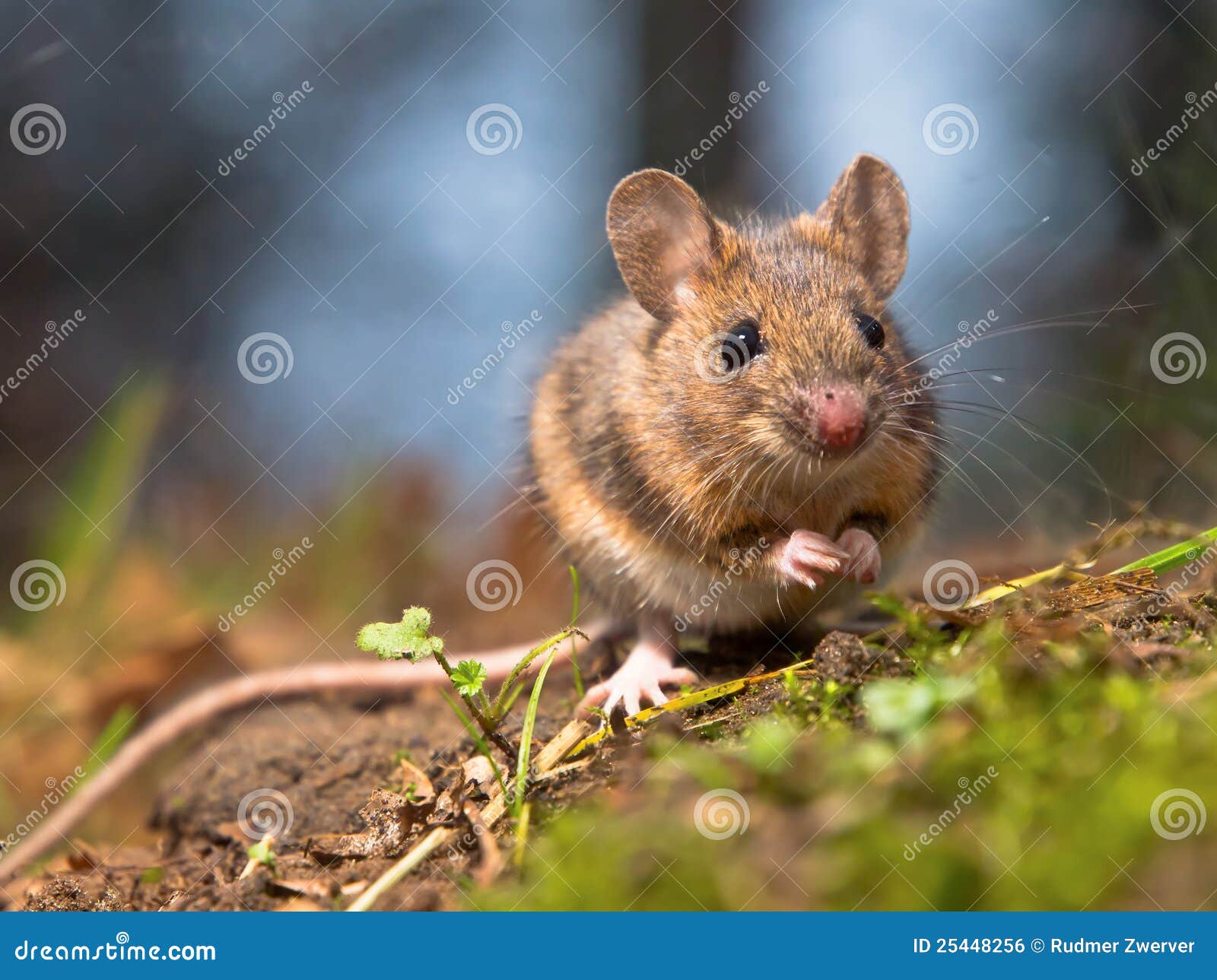 Wild wood mouse stock photo. Image of furry, macro, forest - 25448256