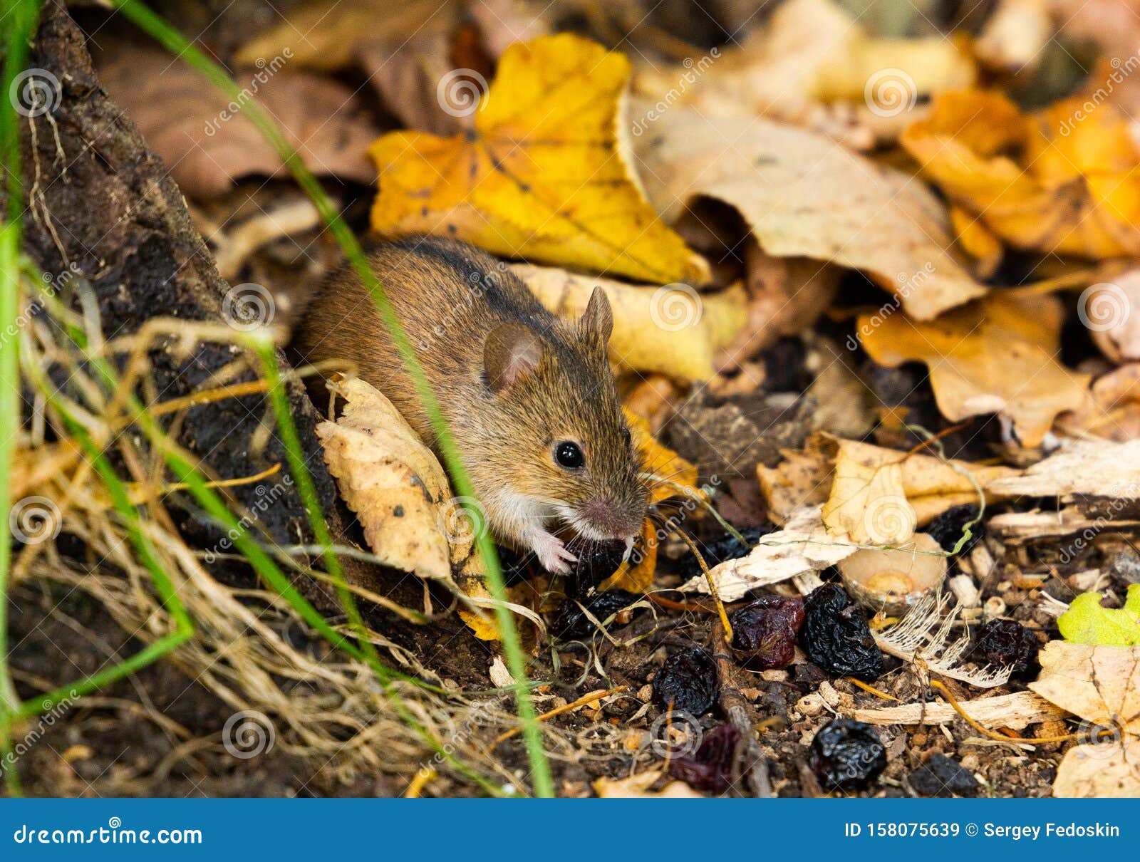 Wild Wood Mouse on the Forest Floor in a Autumn Forest Stock Image ...