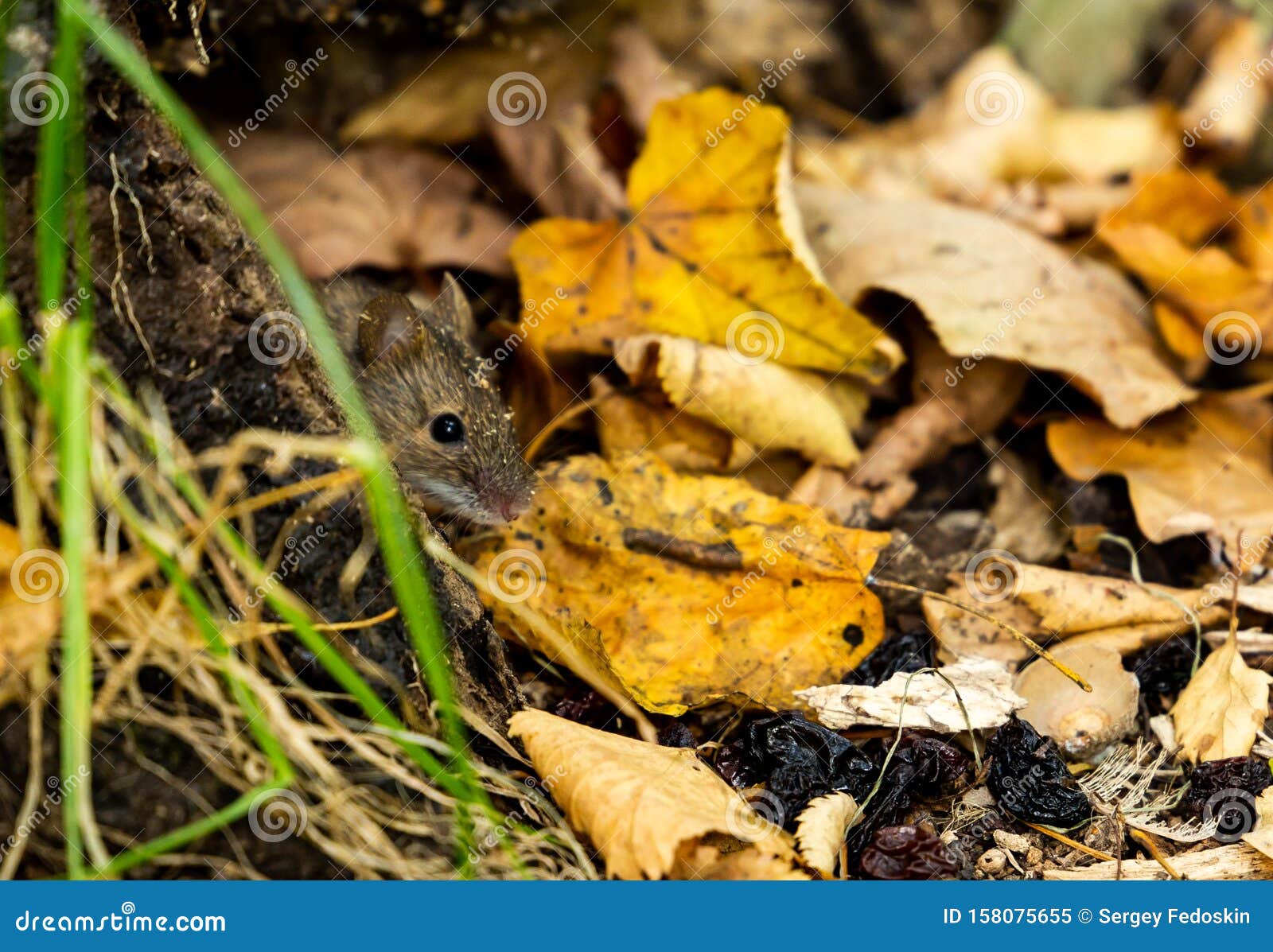 Wild Wood Mouse on the Forest Floor in a Autumn Forest Stock Image ...
