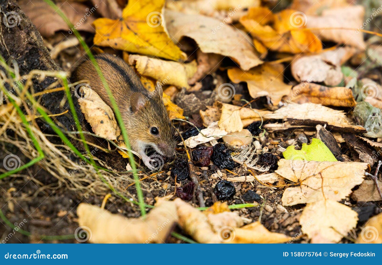 Wild Wood Mouse on the Forest Floor in a Autumn Forest Stock Photo ...