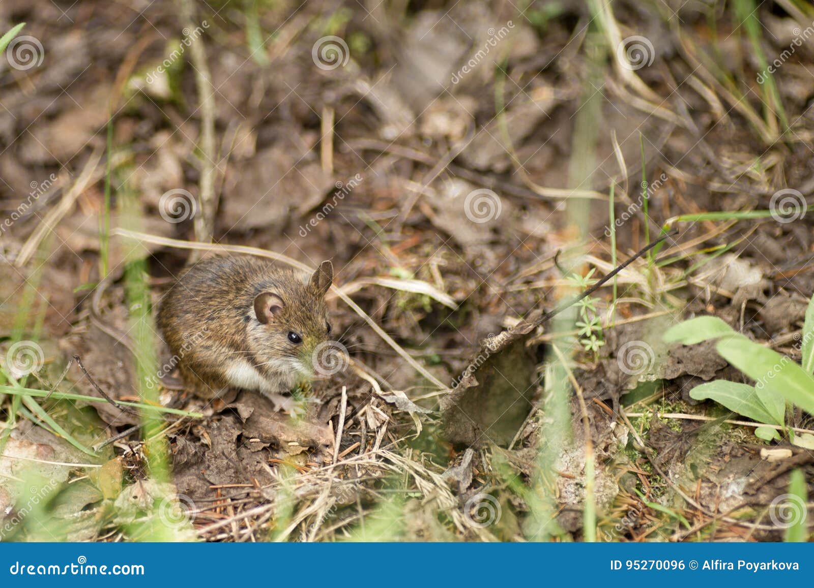 Wild Wood Mouse Resting on the Forest Floor Stock Photo - Image of ...