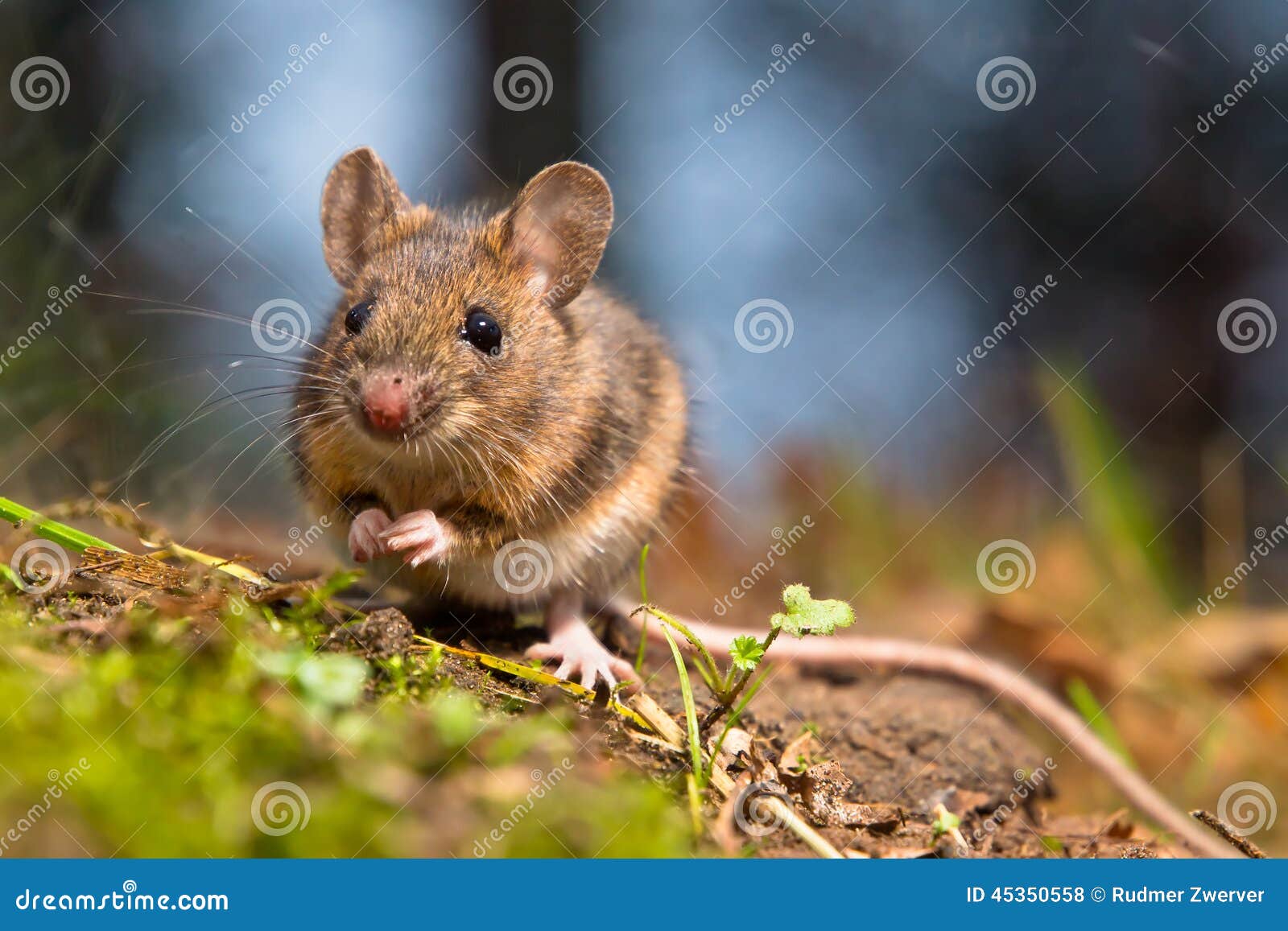 Wild wood mouse stock photo. Image of hungry, long, animal - 45350558