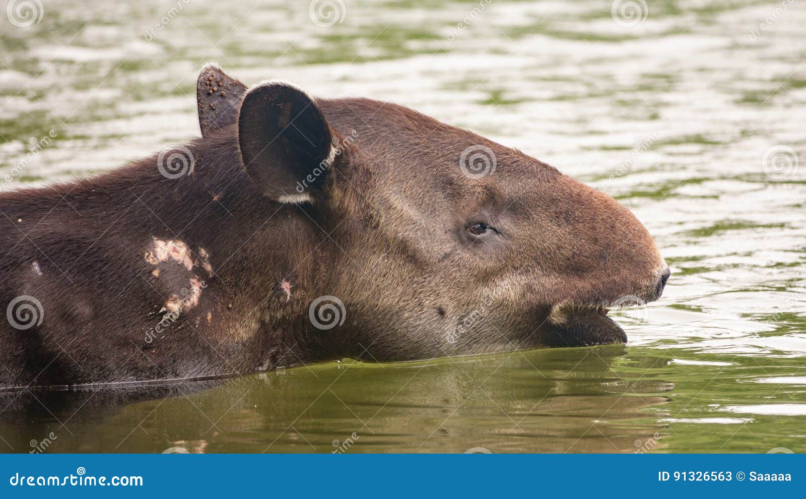 Wild Wounded Tapir Crossing a River Stock Image - Image of water ...