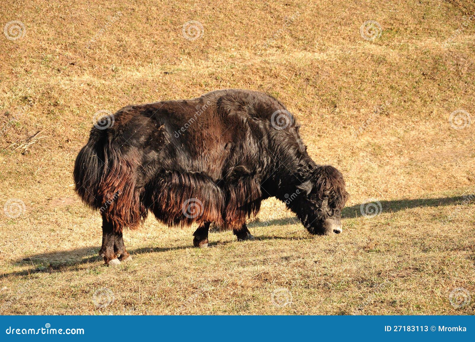Wild yak stock image. Image of hair, bull, kyrgyzstan - 27183113