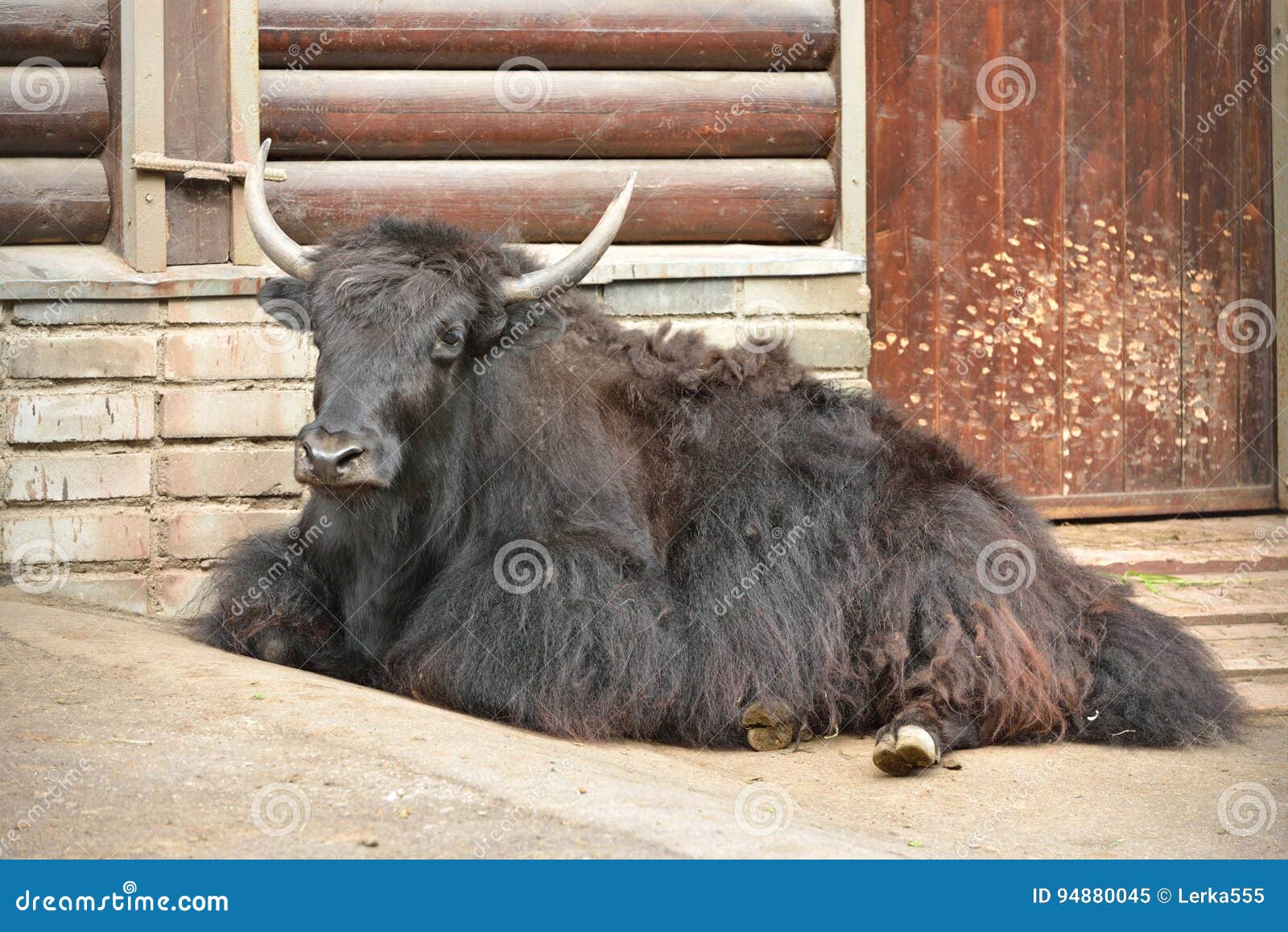 Wild yak Bos mutus stock image. Image of immense, fauna - 94880045