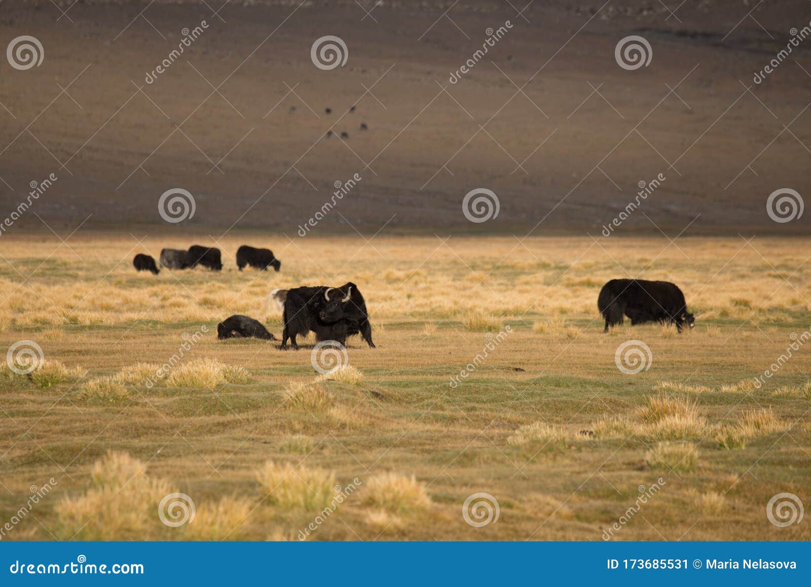 Wild Yak on Pasture in the Pamir Mountains Stock Image - Image of pamir ...