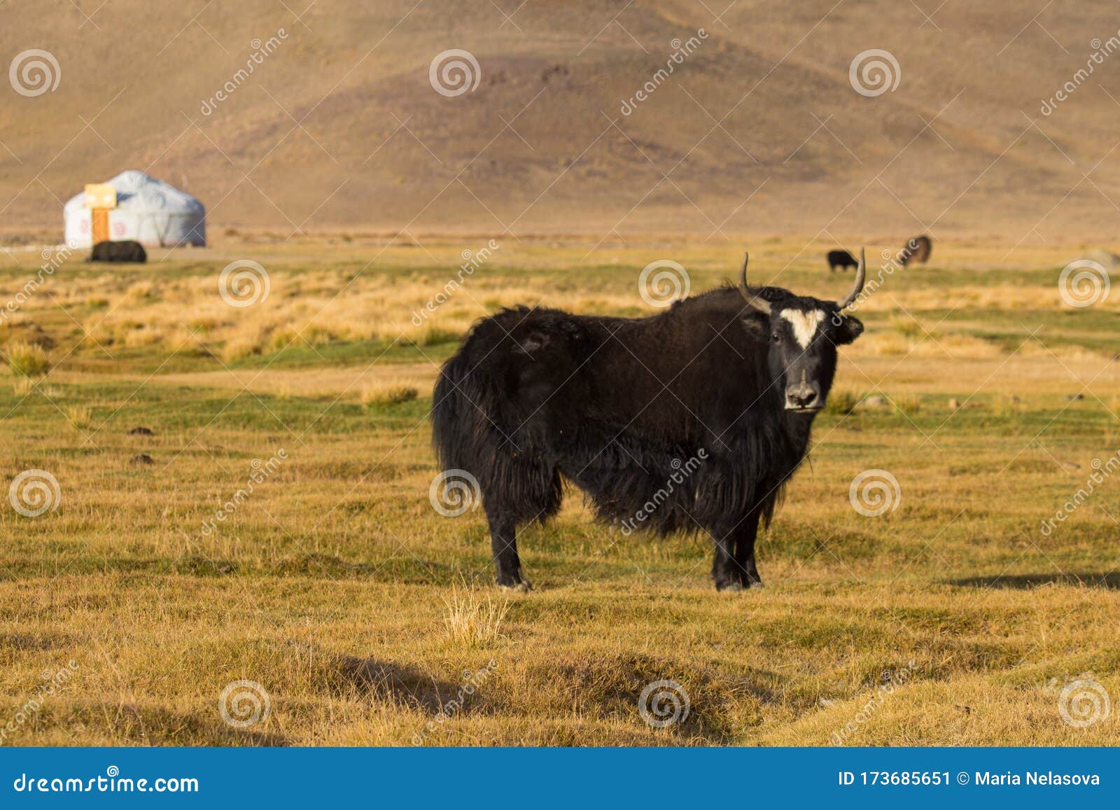 Wild Yak on Pasture in the Pamir Mountains Stock Image - Image of wild ...