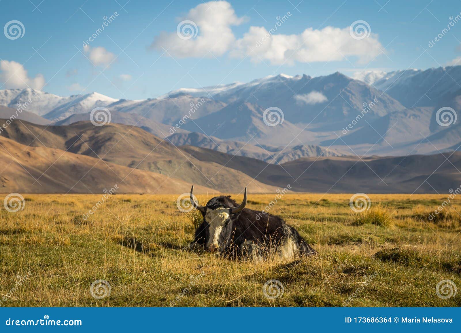 Wild Yak on Pasture in the Pamir Mountains Stock Photo - Image of nepal ...