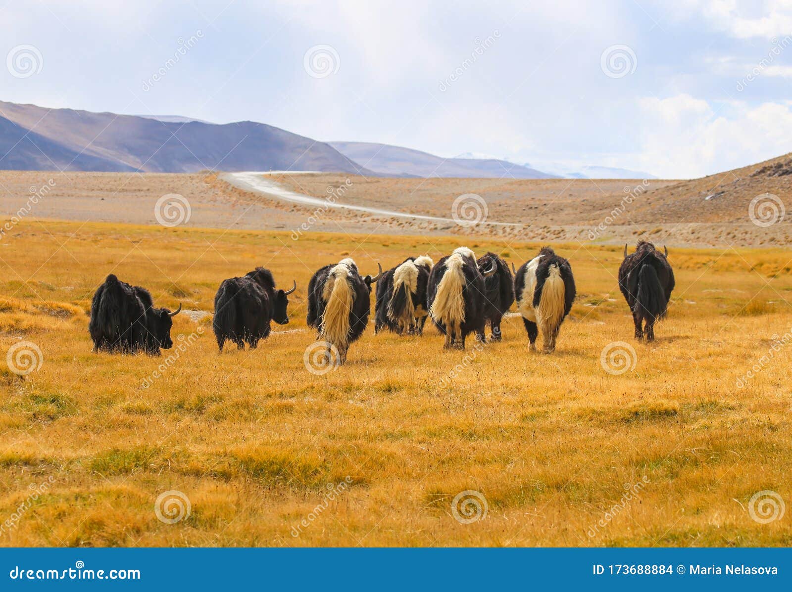 Wild Yak Tails on Pasture in the Pamir Mountains Stock Photo - Image of ...