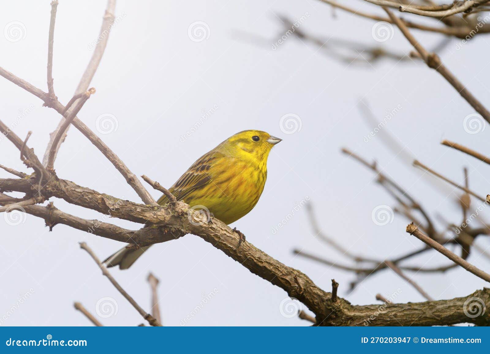 Wild Yellow Bird in Spring Forest Stock Image - Image of portrait ...