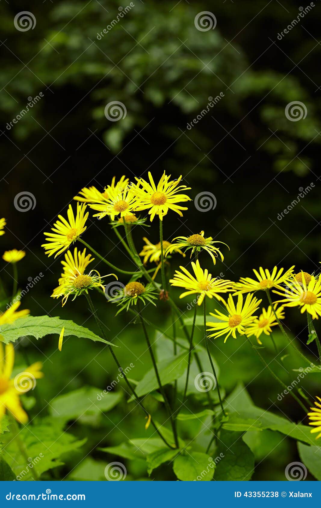 Wild yellow daisies stock photo. Image of field, daisy - 43355238