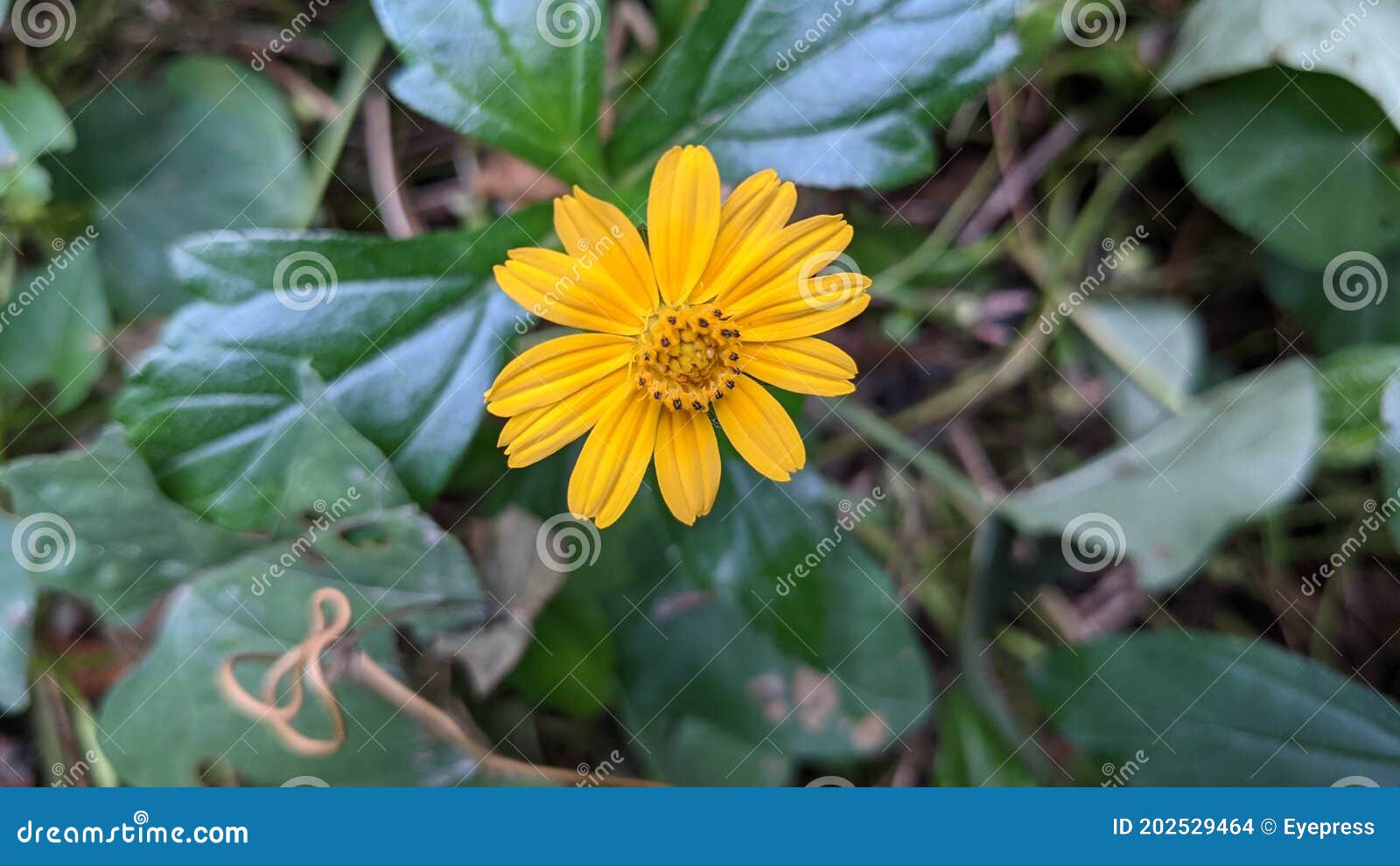 A wild daisy flower stock photo. Image of flowers, blossom - 202529464
