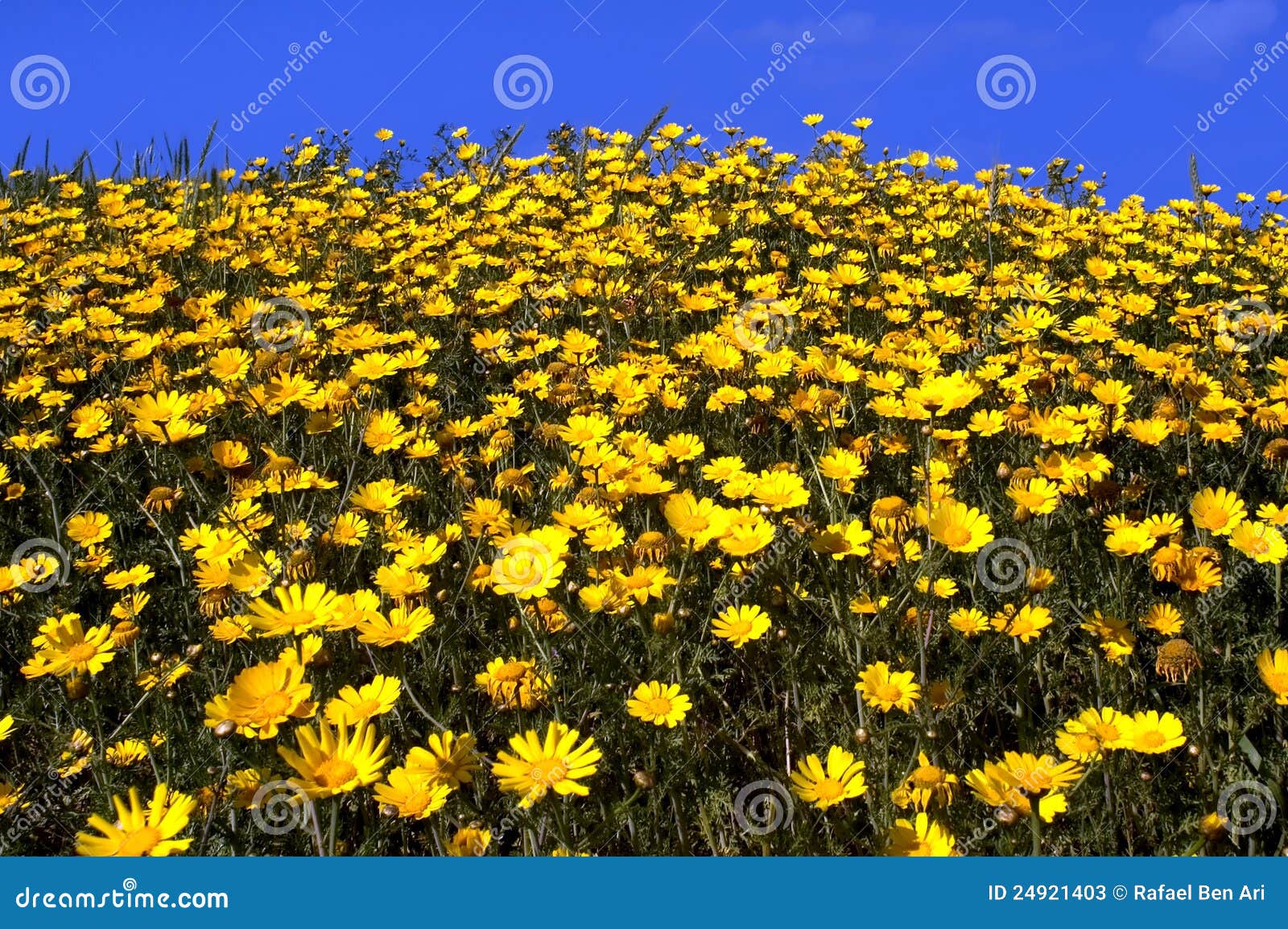 Wild Yellow Daisy Flowers stock image. Image of detail - 24921403