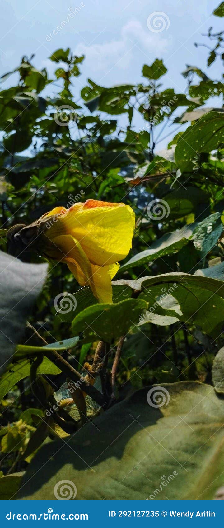 Wild Yellow Flower Part Seven Stock Image - Image of yellow, seven ...