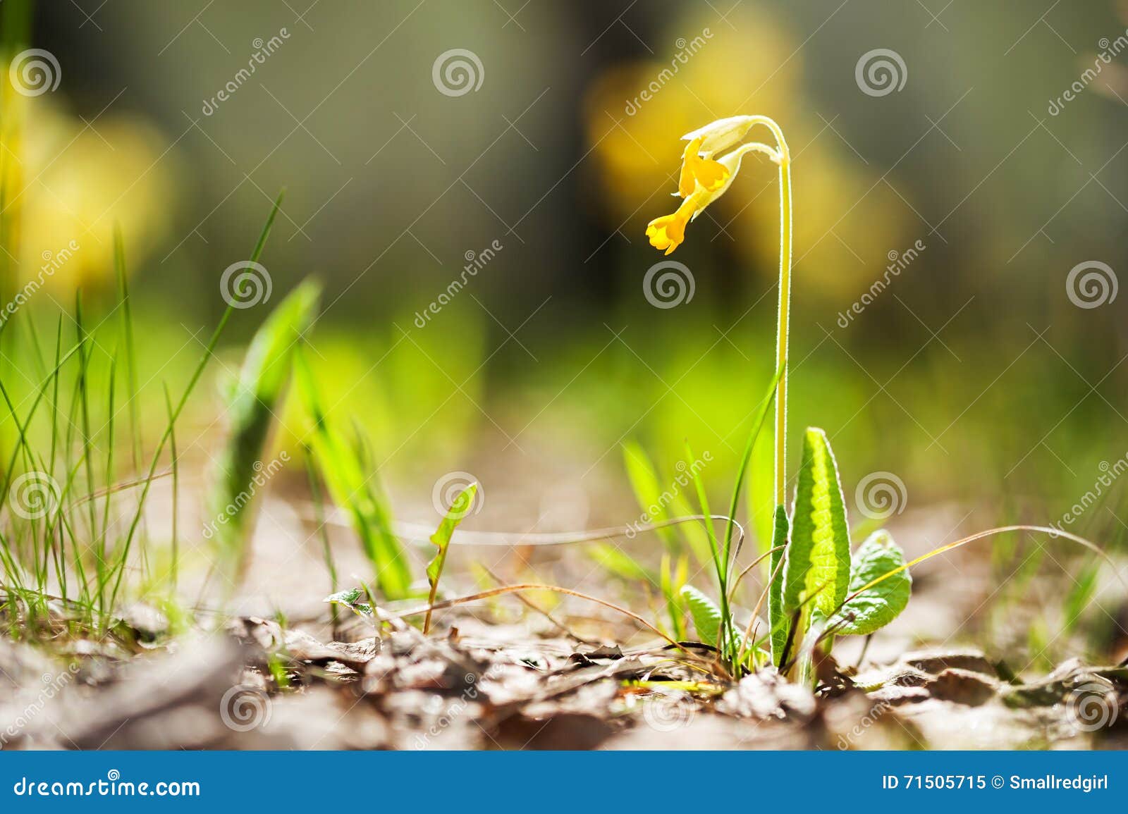 Wild Yellow Flowers Blooming in Spring Forest. Stock Image - Image of ...