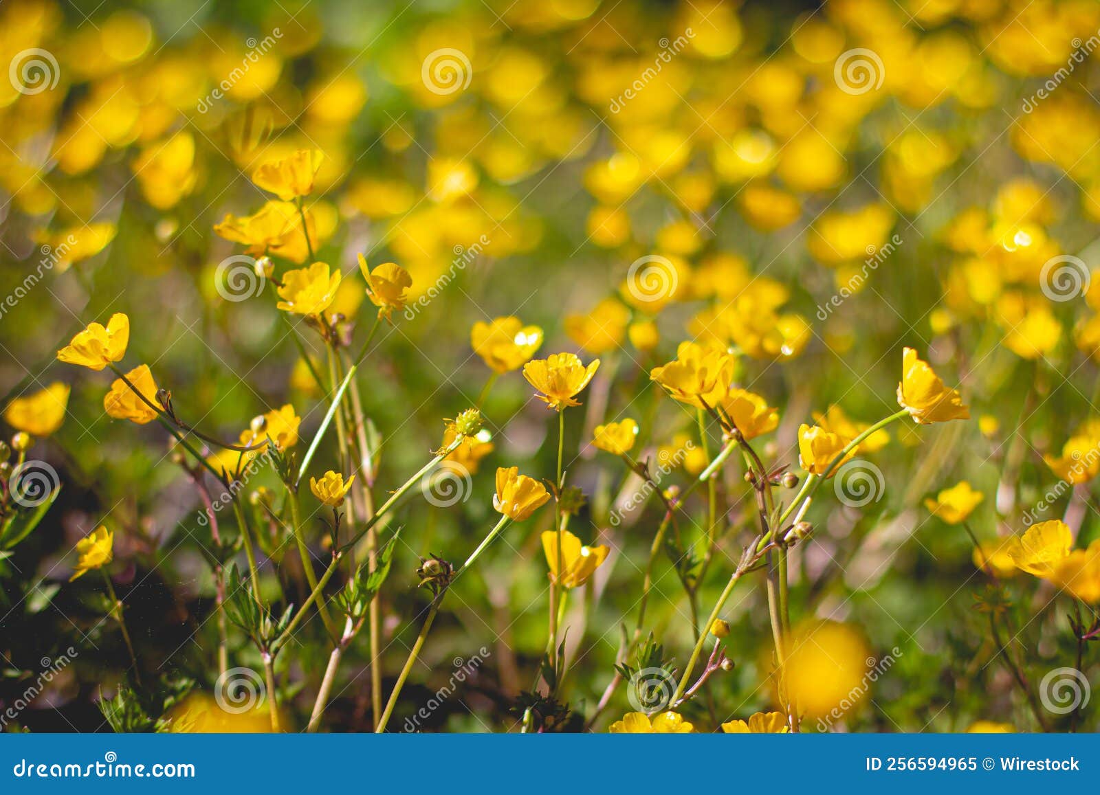 Wild Yellow Flowers in a Filed Stock Image - Image of vibrant, petal ...