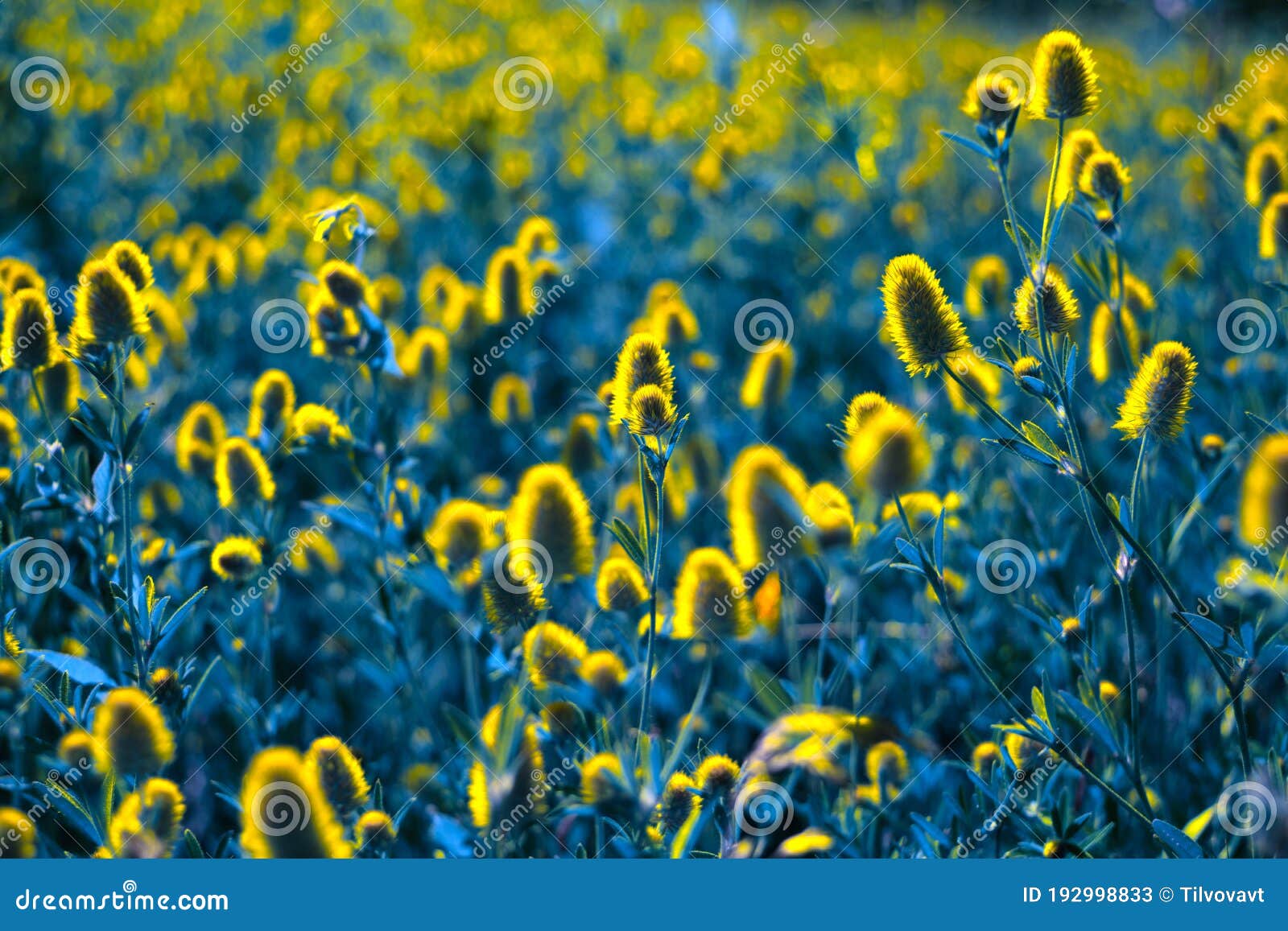 Wild Yellow Flowers Growing in the Meadow Stock Image - Image of ...