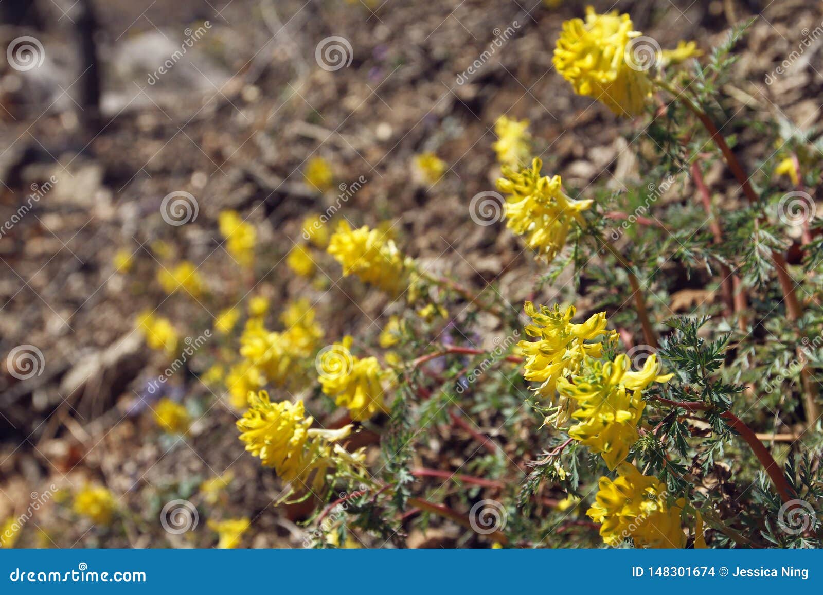 Wild Yellow Flowers in Spring Stock Photo - Image of beauty, close ...