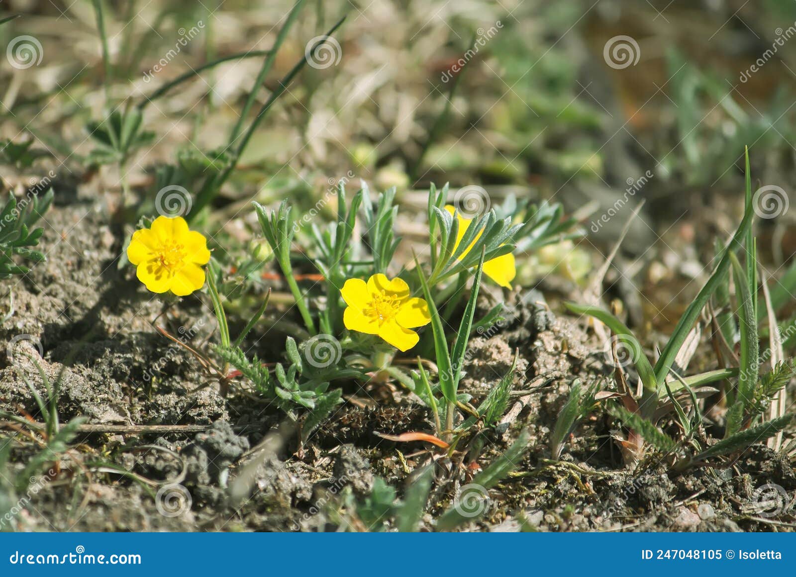 Wild Yellow Flowers in Sunlight Stock Image - Image of blooming, field ...