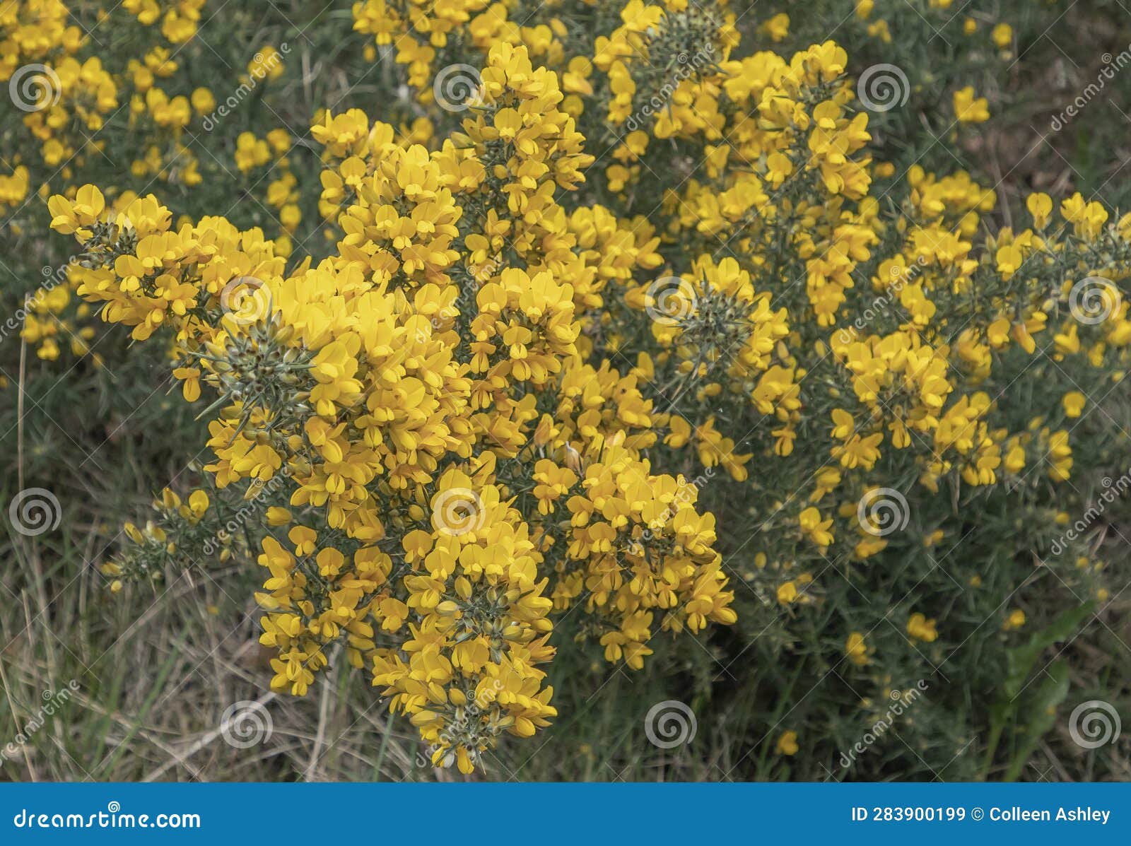 Wild Yellow Gorse Plants Which are Blooming Stock Image - Image of ...