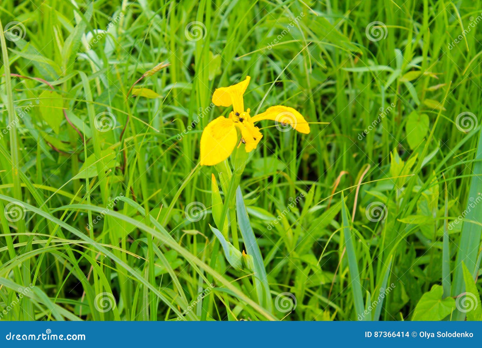 Wild yellow iris flower stock photo. Image of botany - 87366414