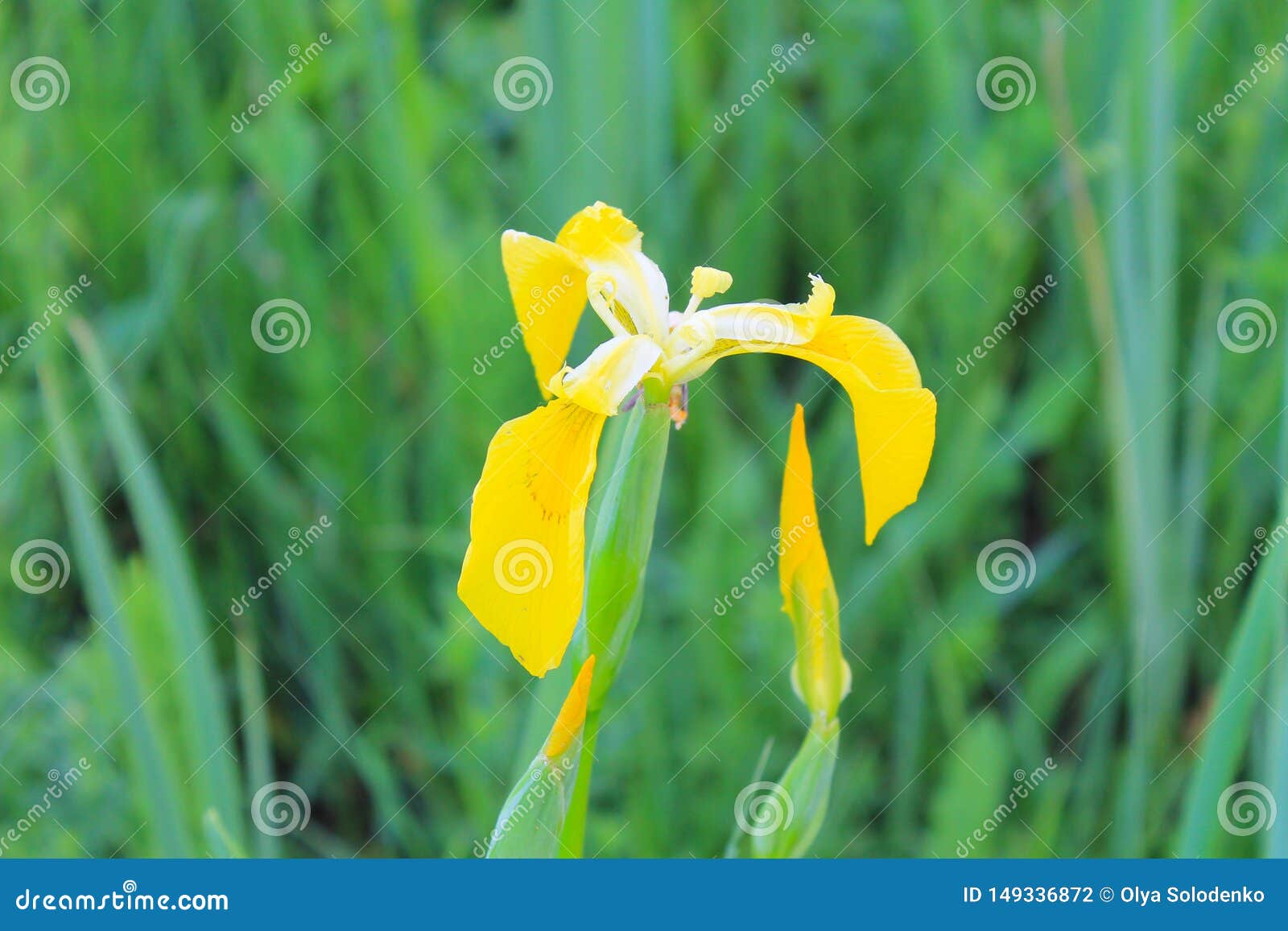 Wild yellow iris flowers stock photo. Image of beautiful - 149336872