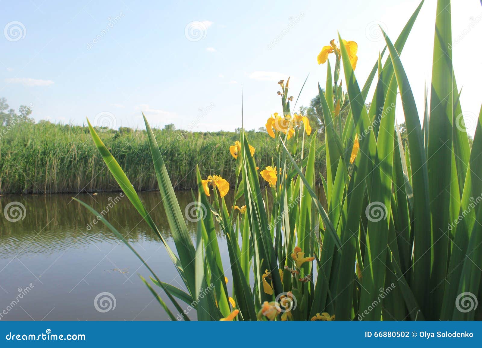 Wild yellow iris flowers stock photo. Image of plant - 66880502