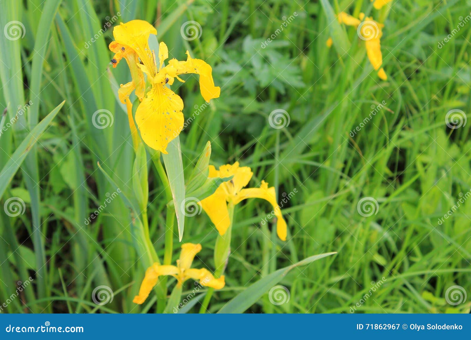 Wild yellow iris flowers stock image. Image of growth - 71862967